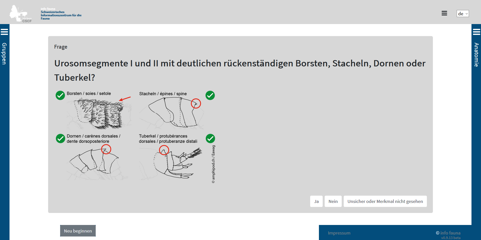 Identification key – amphipod.ch