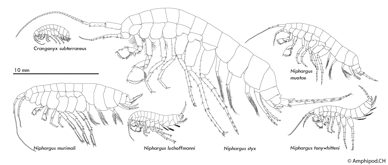 Project AmphiWell – amphipod.ch